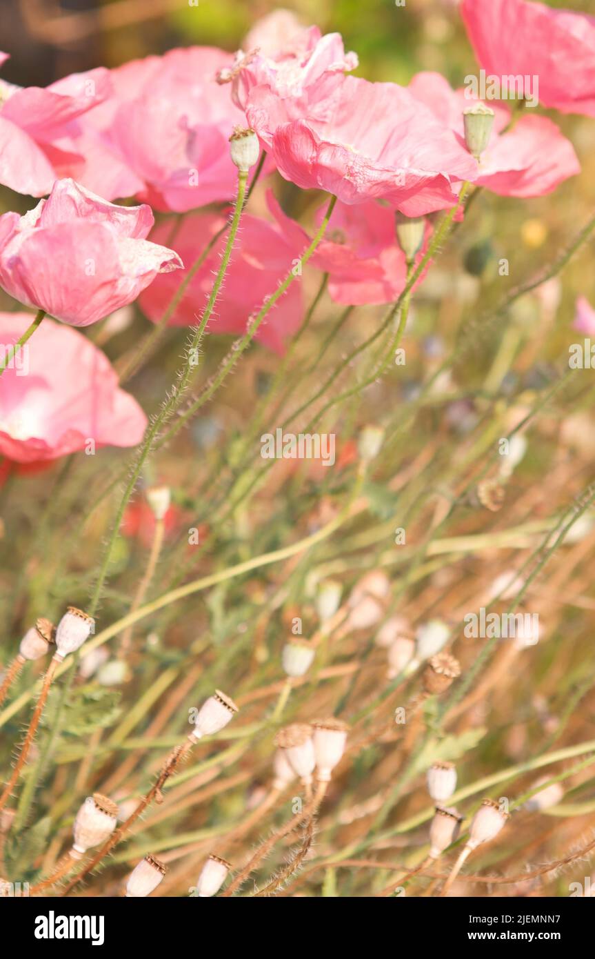 End of season pale pink oriental poppies blooming among seed pods in ...