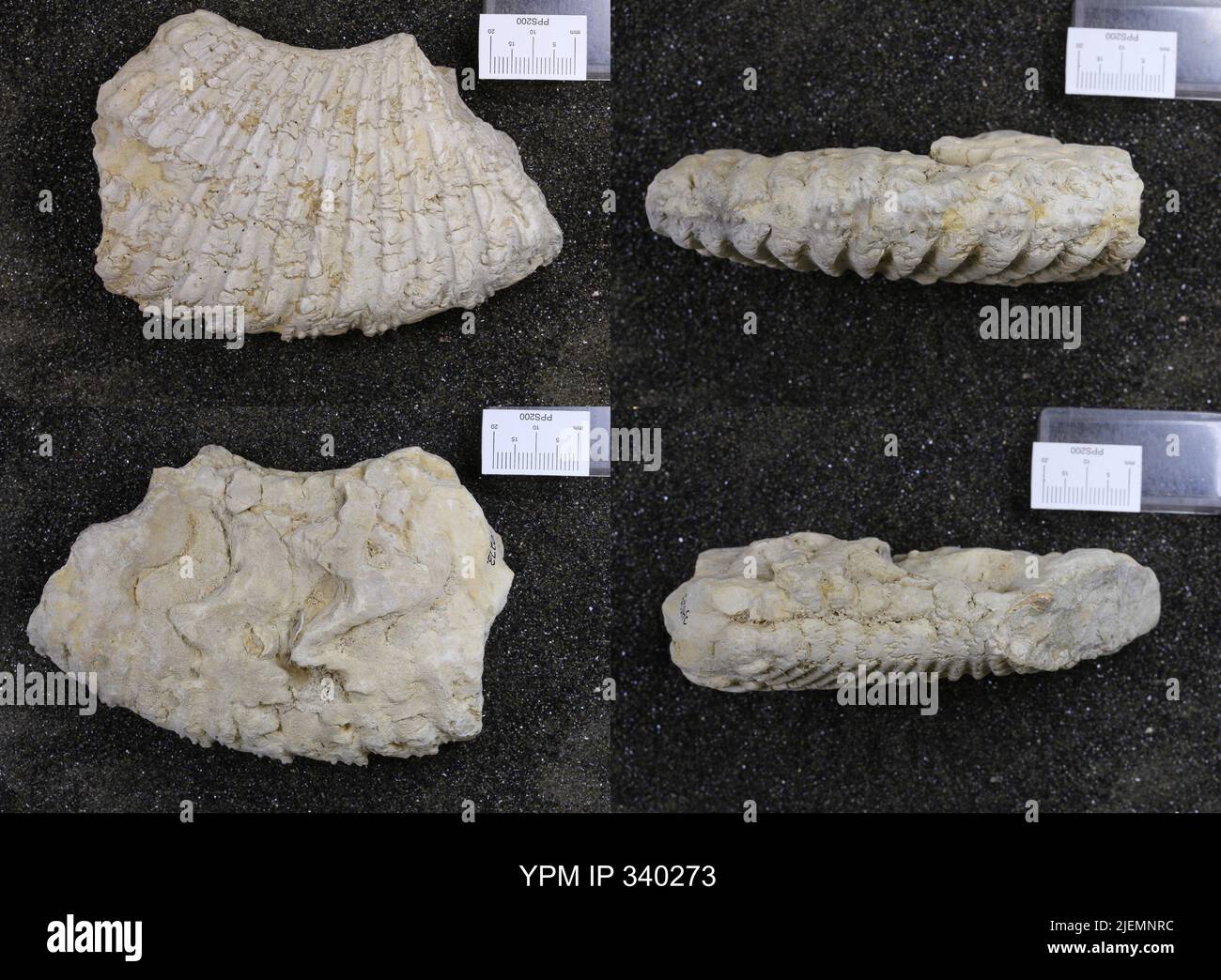 Oxytropidoceras sp animalia hi-res stock photography and images - Alamy