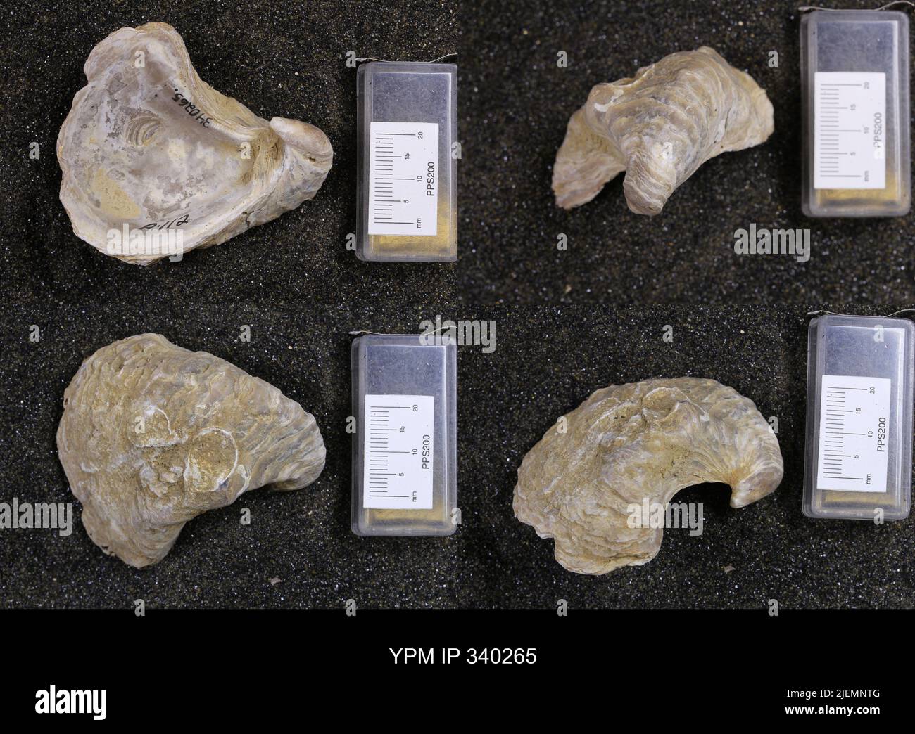 Gryphaea navia Hall, 1898 Stock Photo - Alamy