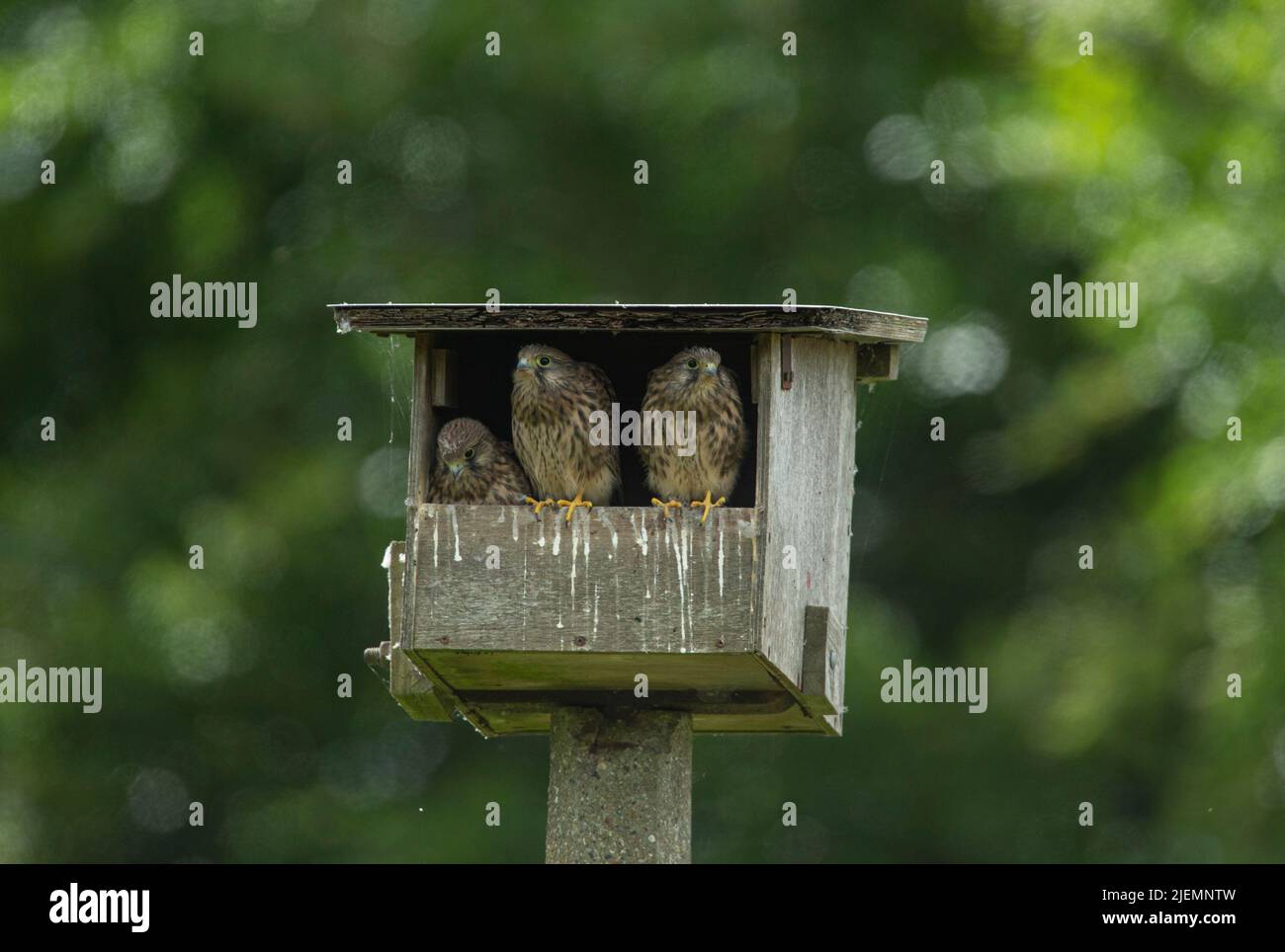 Mouse nest box hi-res stock photography and images - Alamy