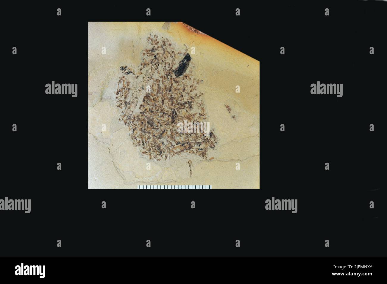 Entomology types diptera types hi-res stock photography and images - Alamy