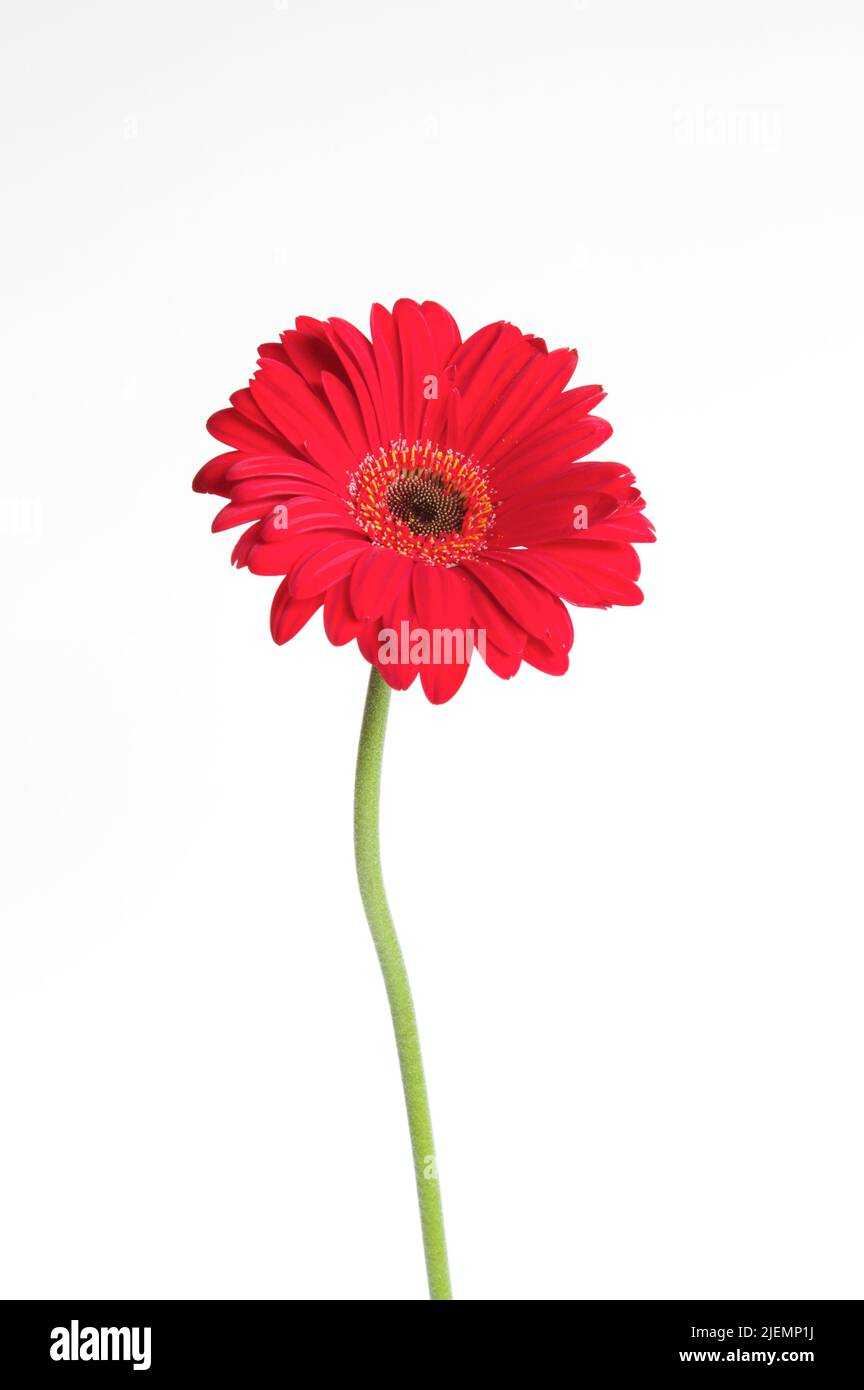 A single red Gerbera flower (African Daisy) against a white background ...