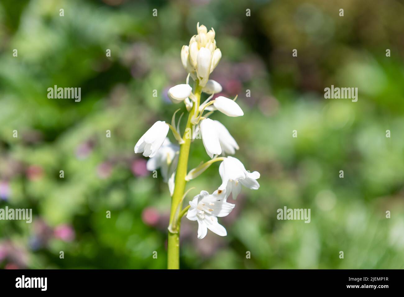 Close up of a white Spanish bluebell (hyacinthoides hispanica) flower ...