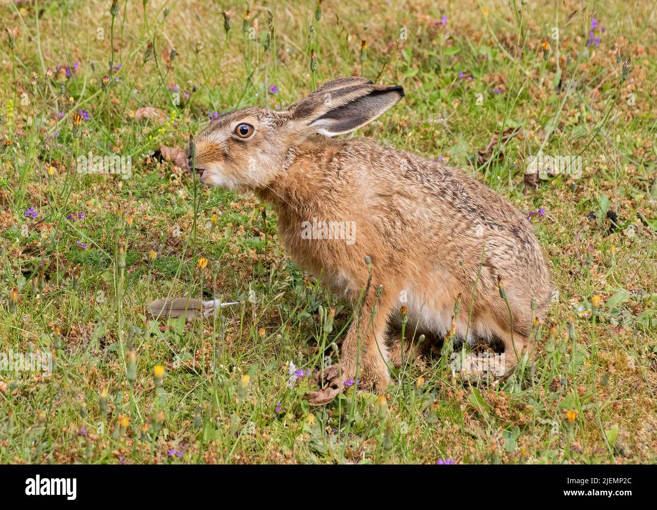 A cheeky little Brown Hare leveret , feeding amongst the flowers on a ...