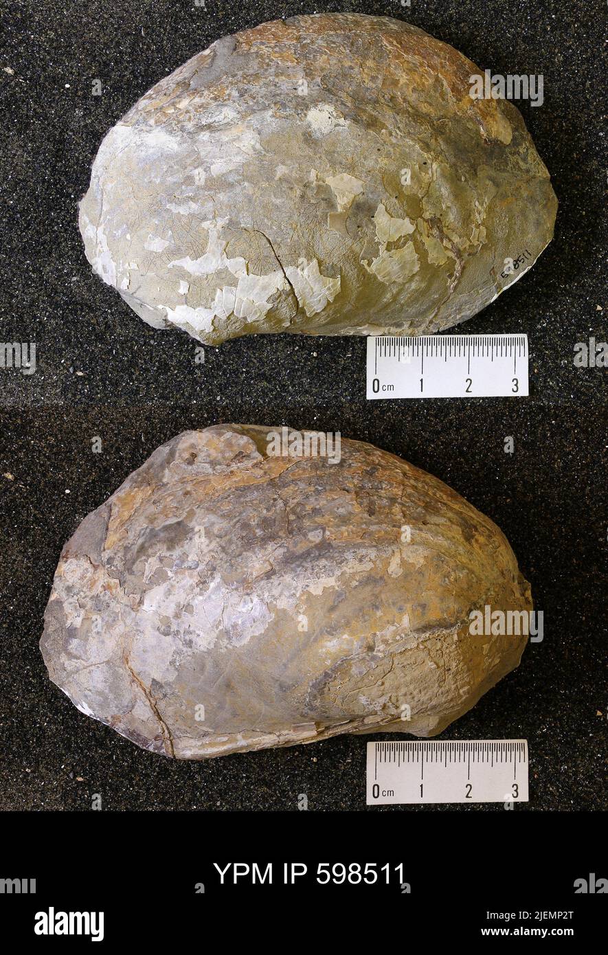 Inoceramus sp animalia hi-res stock photography and images - Alamy