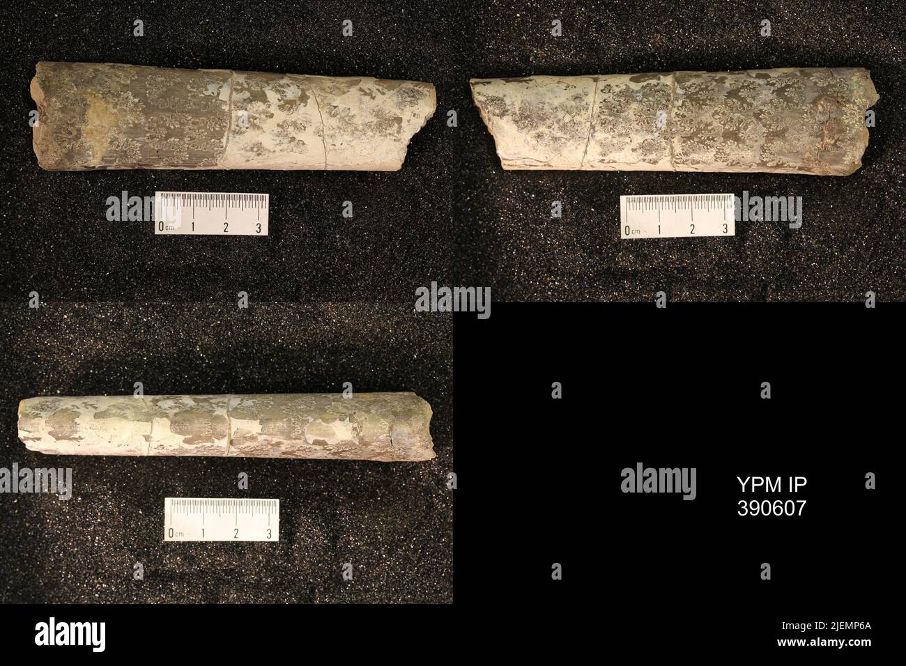 Baculites sp animalia hi-res stock photography and images - Alamy