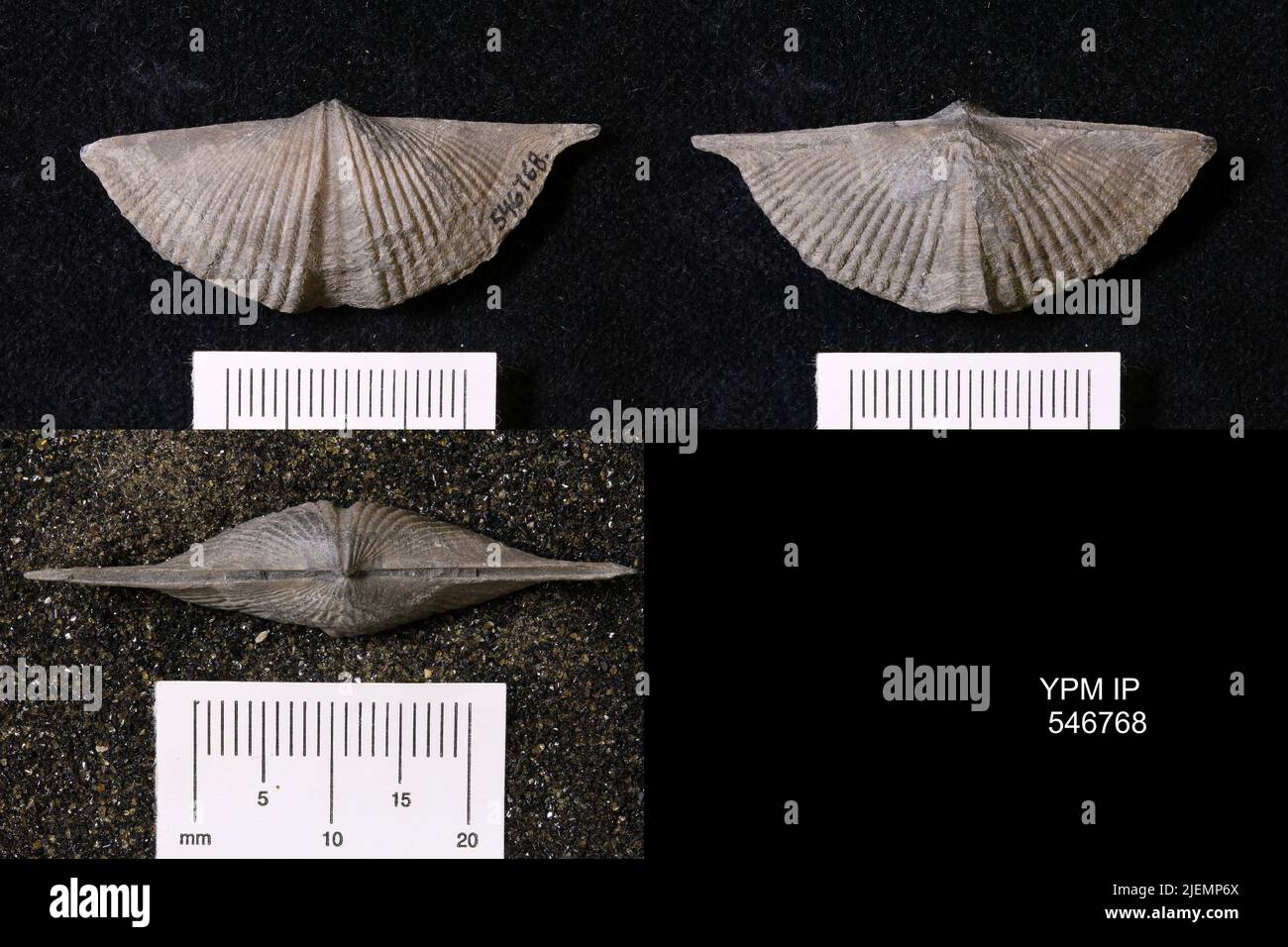 Mucrospirifer sp hi-res stock photography and images - Alamy