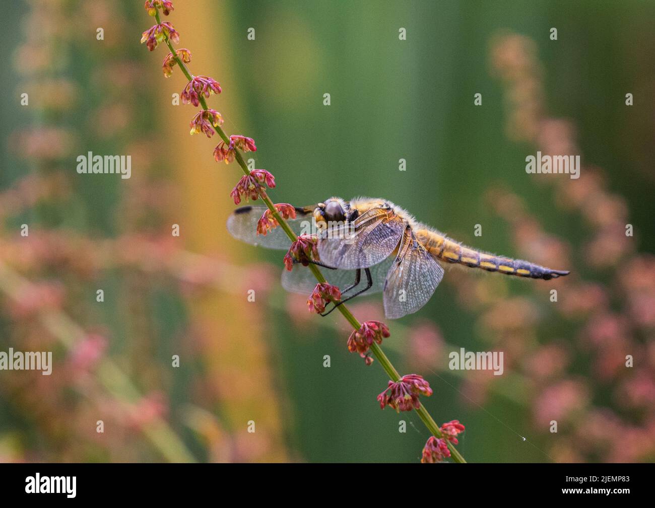 A colourful shot of a Four-spotted Chaser Dragonfly ( Libellula ...