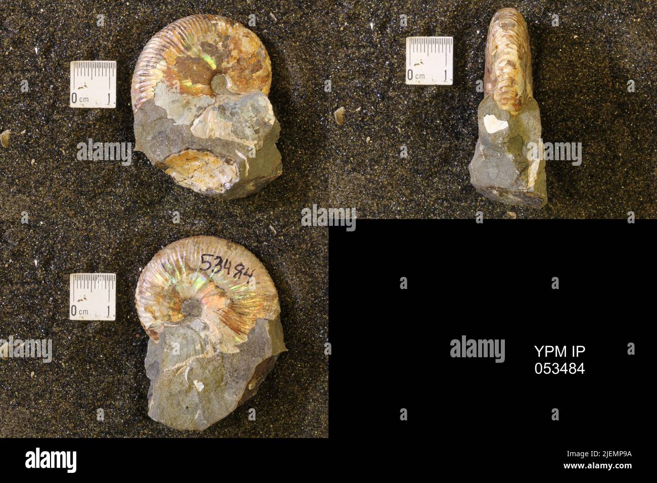 Cephalop hi-res stock photography and images - Alamy