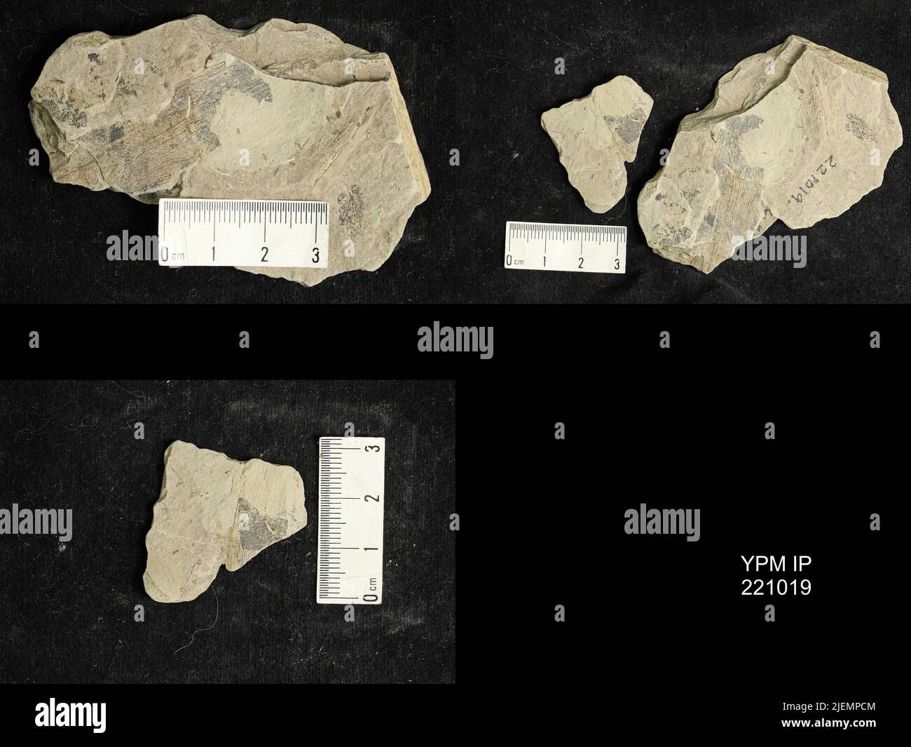 Undet blattaria hi-res stock photography and images - Alamy