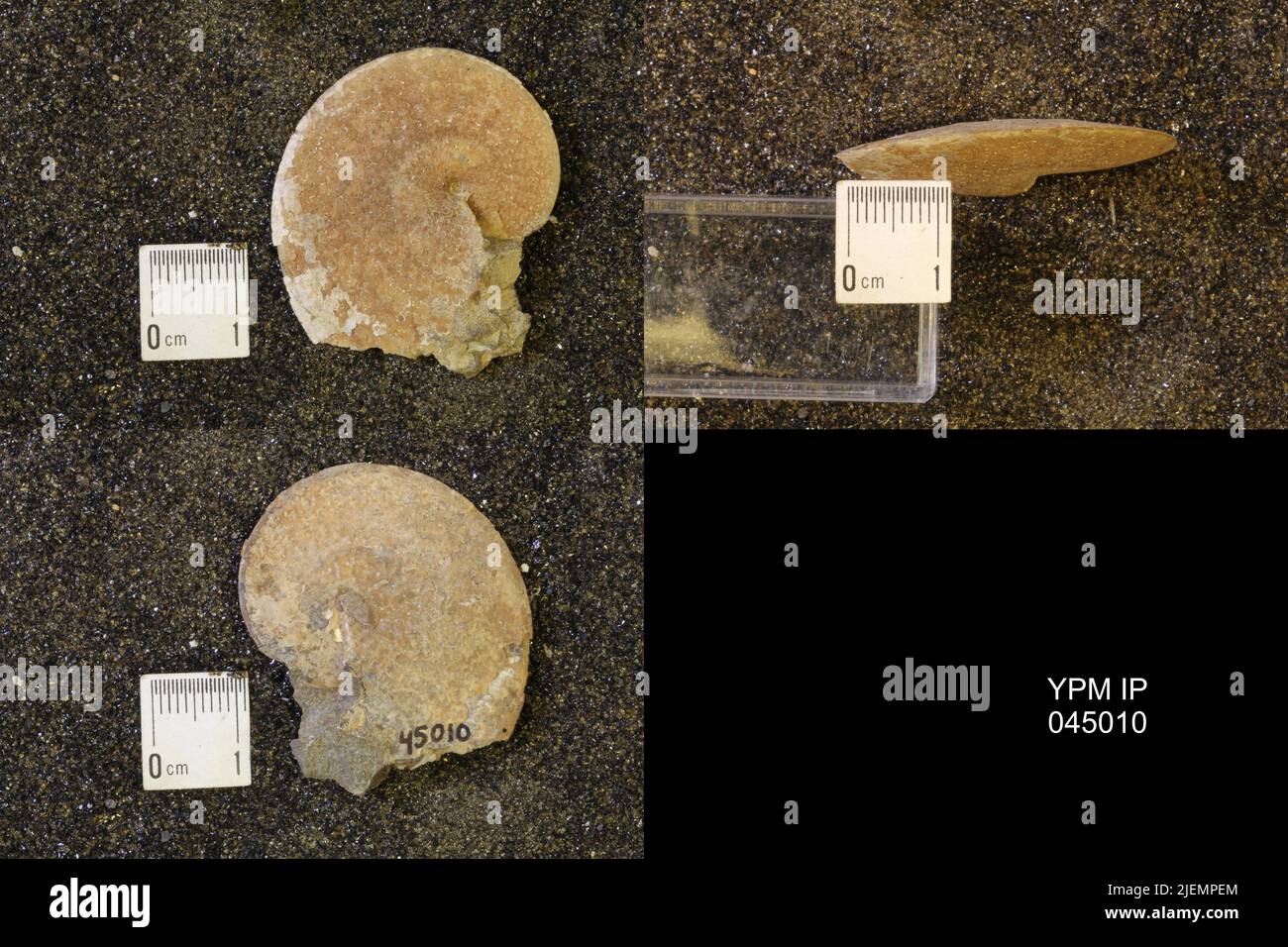Sphenodiscus lenticularis (Owen Stock Photo - Alamy