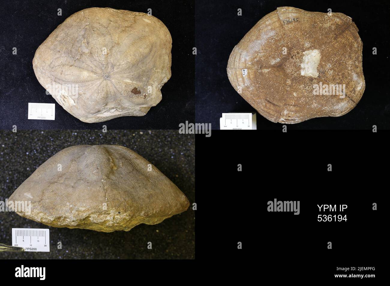 Clypeaster species hi-res stock photography and images - Alamy