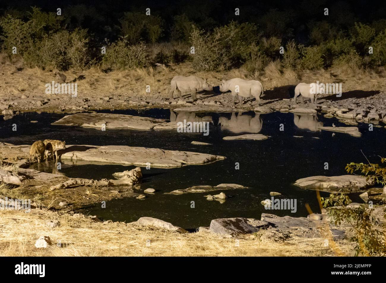 Black rhinos at the Moringa waterhole at Halali Resort in Etosha ...