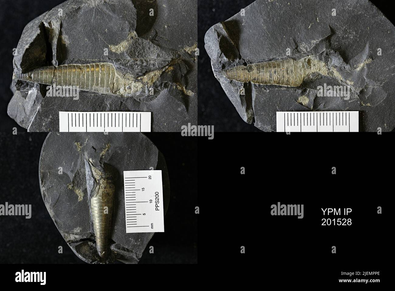 Belemnoidea hi-res stock photography and images - Alamy