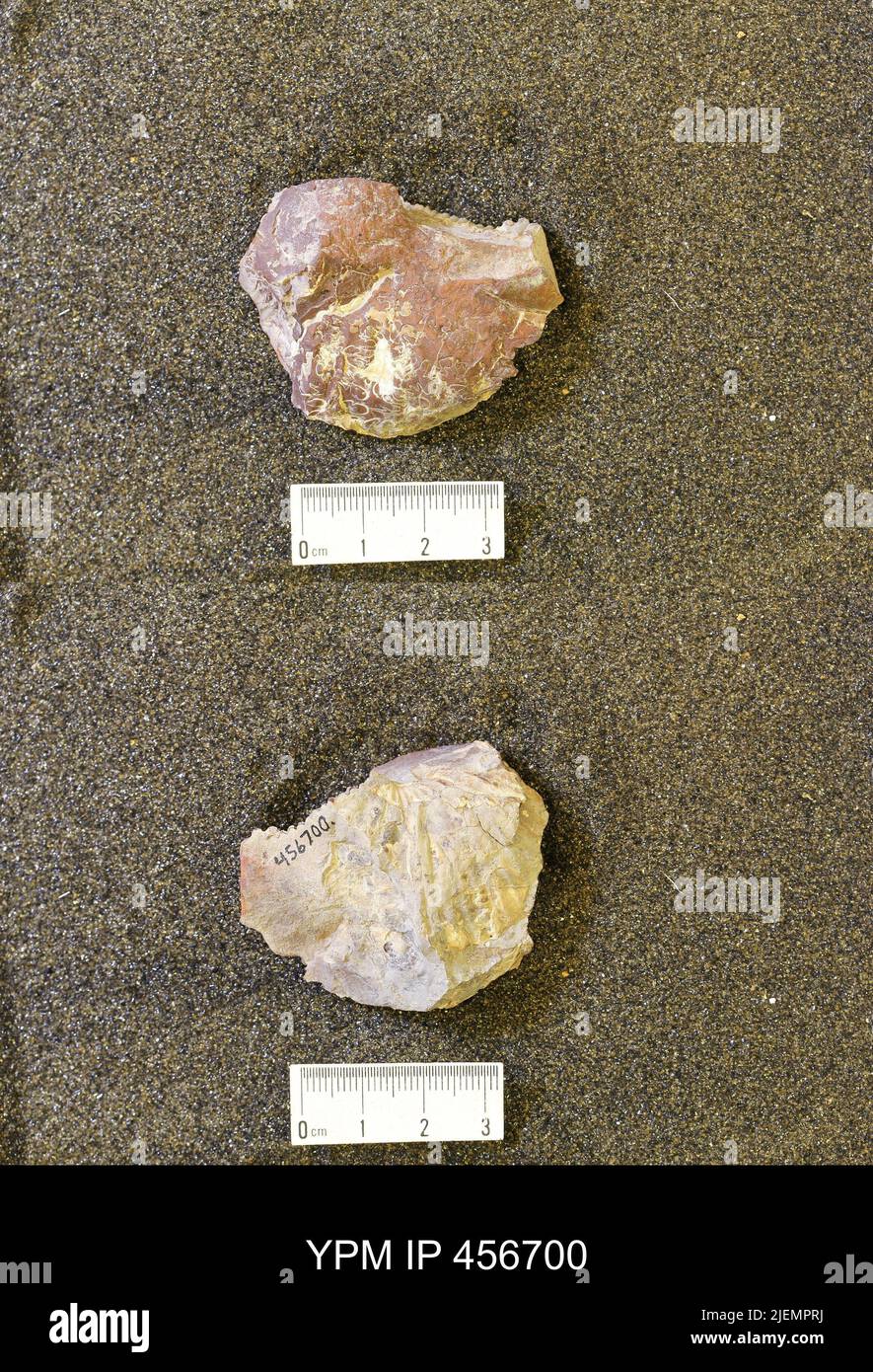 Scaphites ventricosus stantoni Reeside Stock Photo - Alamy