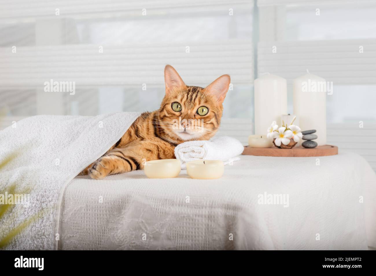 Cute domestic cat enjoys treatments at the spa. Body restoration. The ...