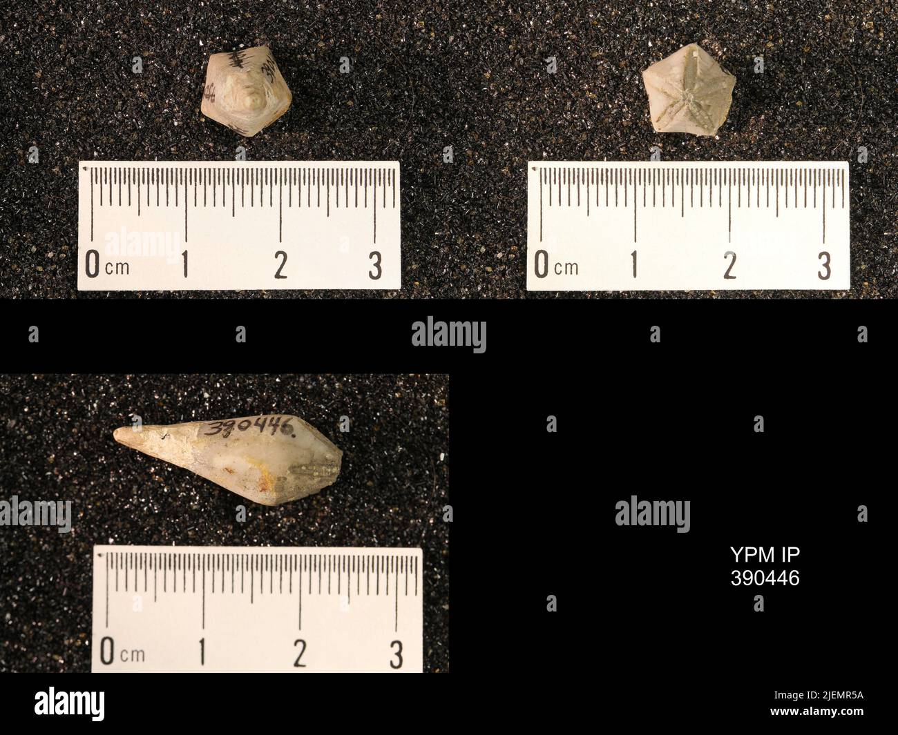 Troosticrinus ellipticus Shumard Stock Photo - Alamy