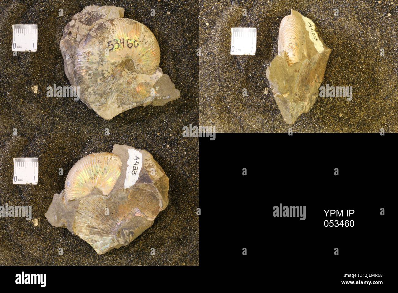 Cephalopoda taxonomy hi-res stock photography and images - Alamy