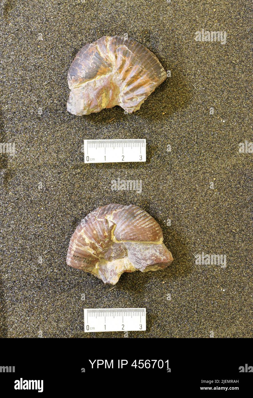 Scaphites ventricosus stantoni Reeside Stock Photo - Alamy