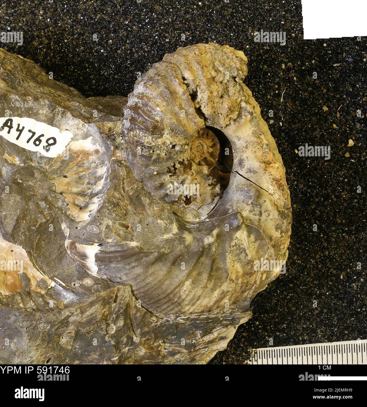 Undet serpulidae animalia hi-res stock photography and images - Alamy