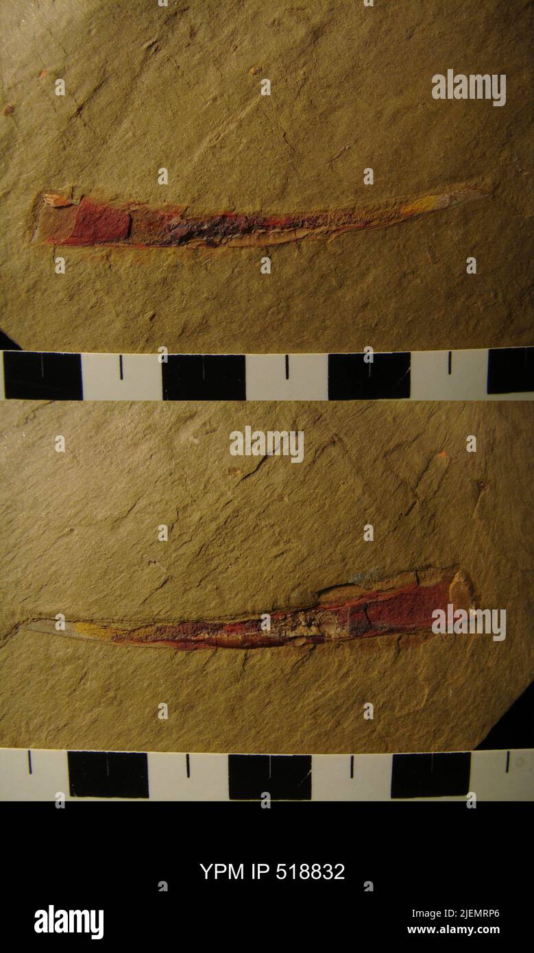 Sphenothallus sp animalia hi-res stock photography and images - Alamy