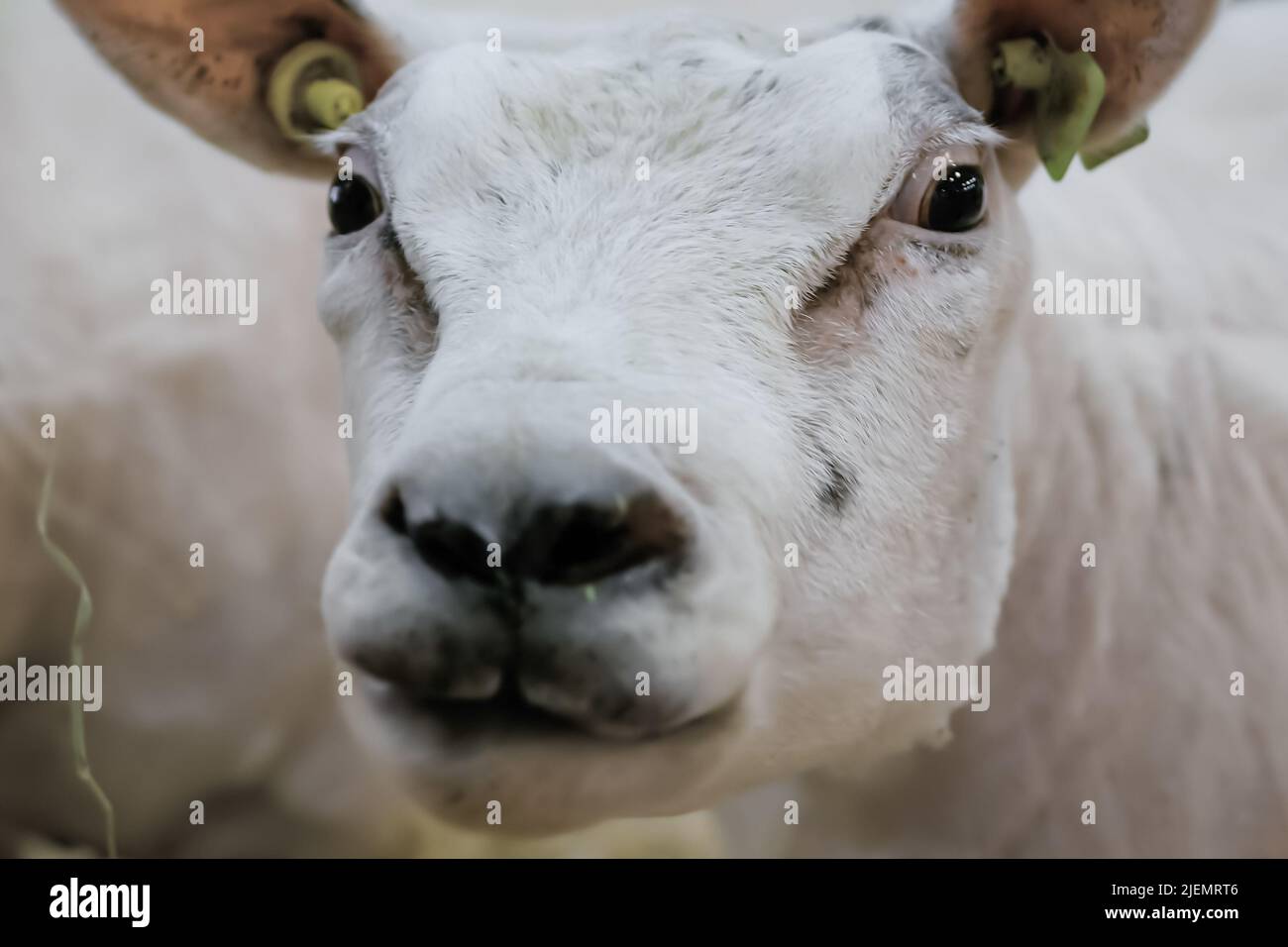 Portrait of sheep at animal exhibition, trade show - close up Stock ...