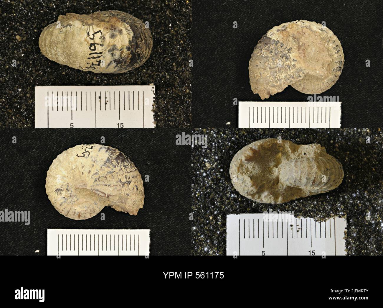 Scaphites hi-res stock photography and images - Alamy