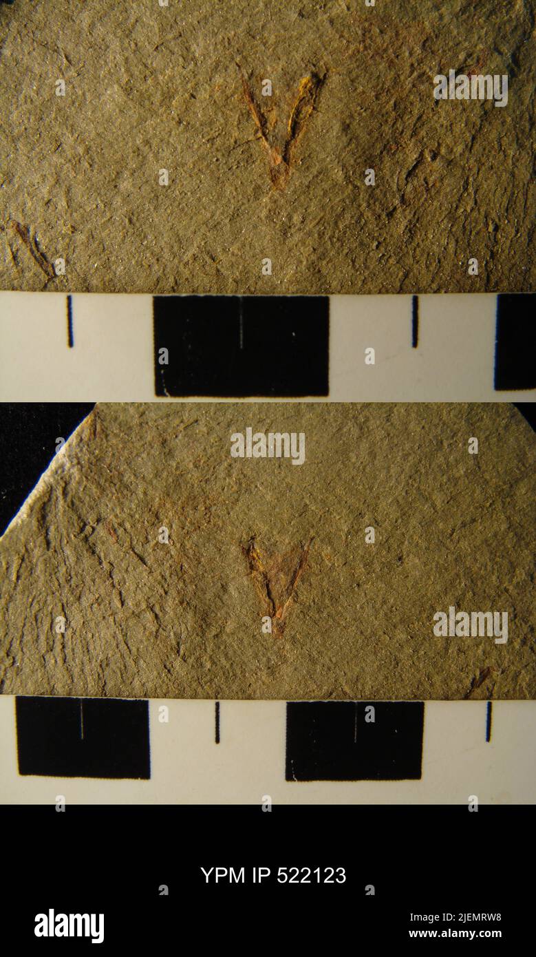 Phylum cnidaria hi-res stock photography and images - Alamy