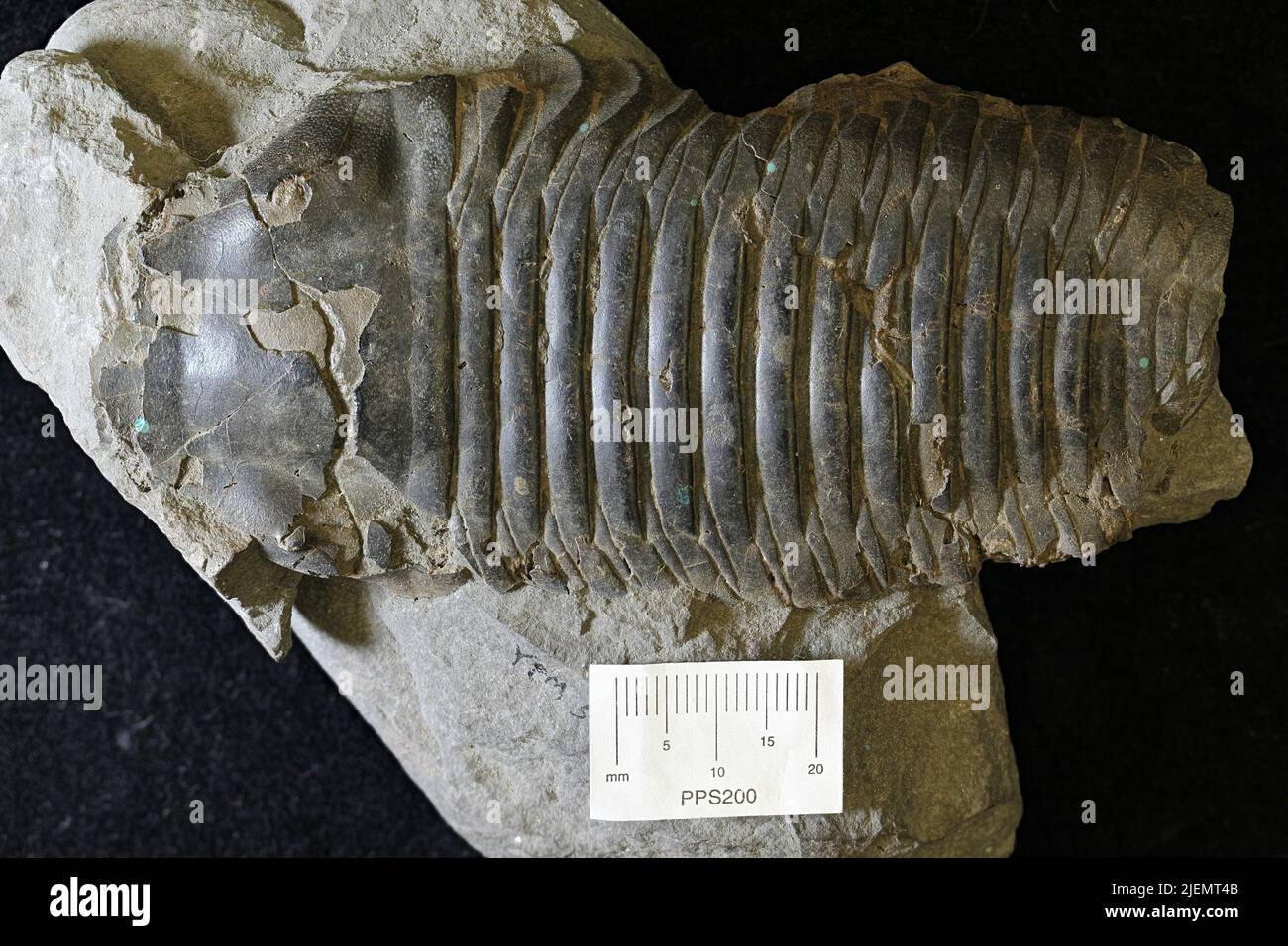 Trimerus hi-res stock photography and images - Alamy