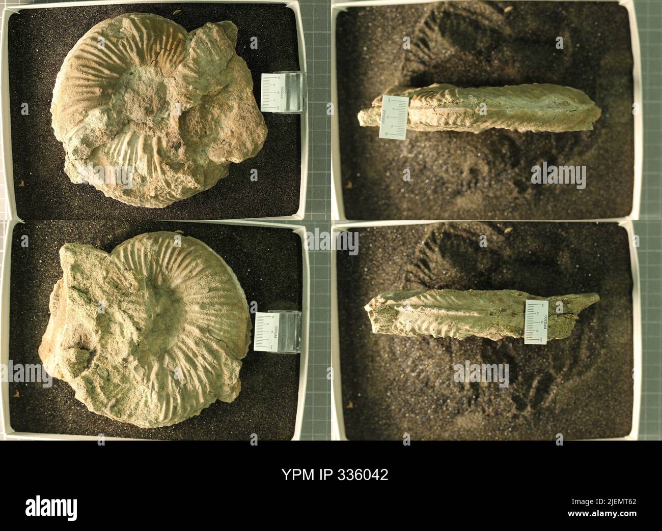 Ammonoidea animalia hi-res stock photography and images - Alamy