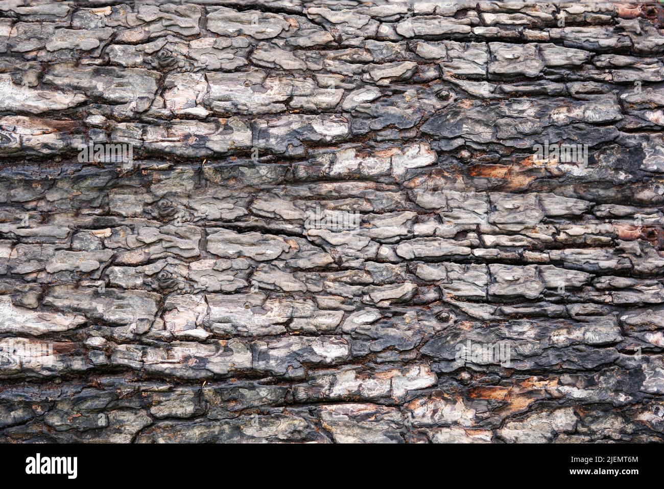 wood texture. Abstract wood texture background Stock Photo - Alamy
