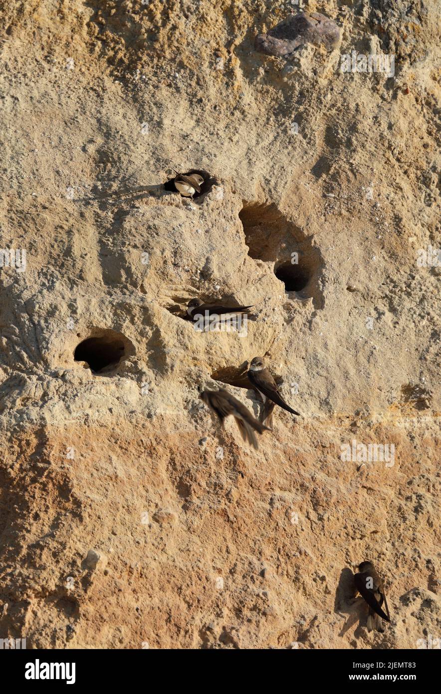 The sand martin - Riparia riparia - or European sand martin, bank ...