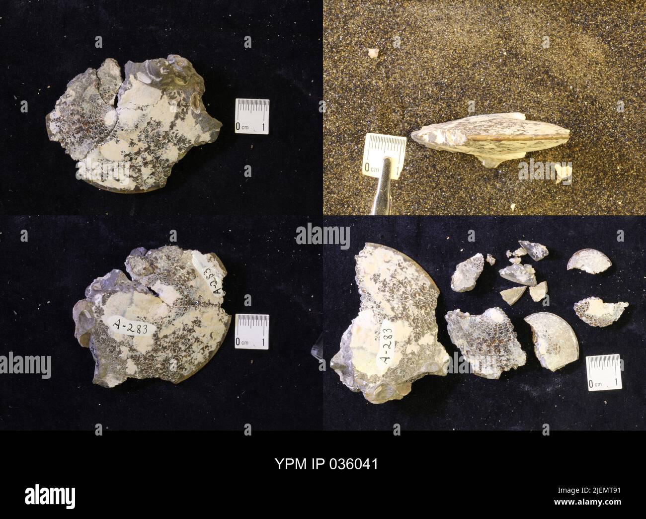 Sphenodiscus lenticularis owen animalia hi-res stock photography and ...