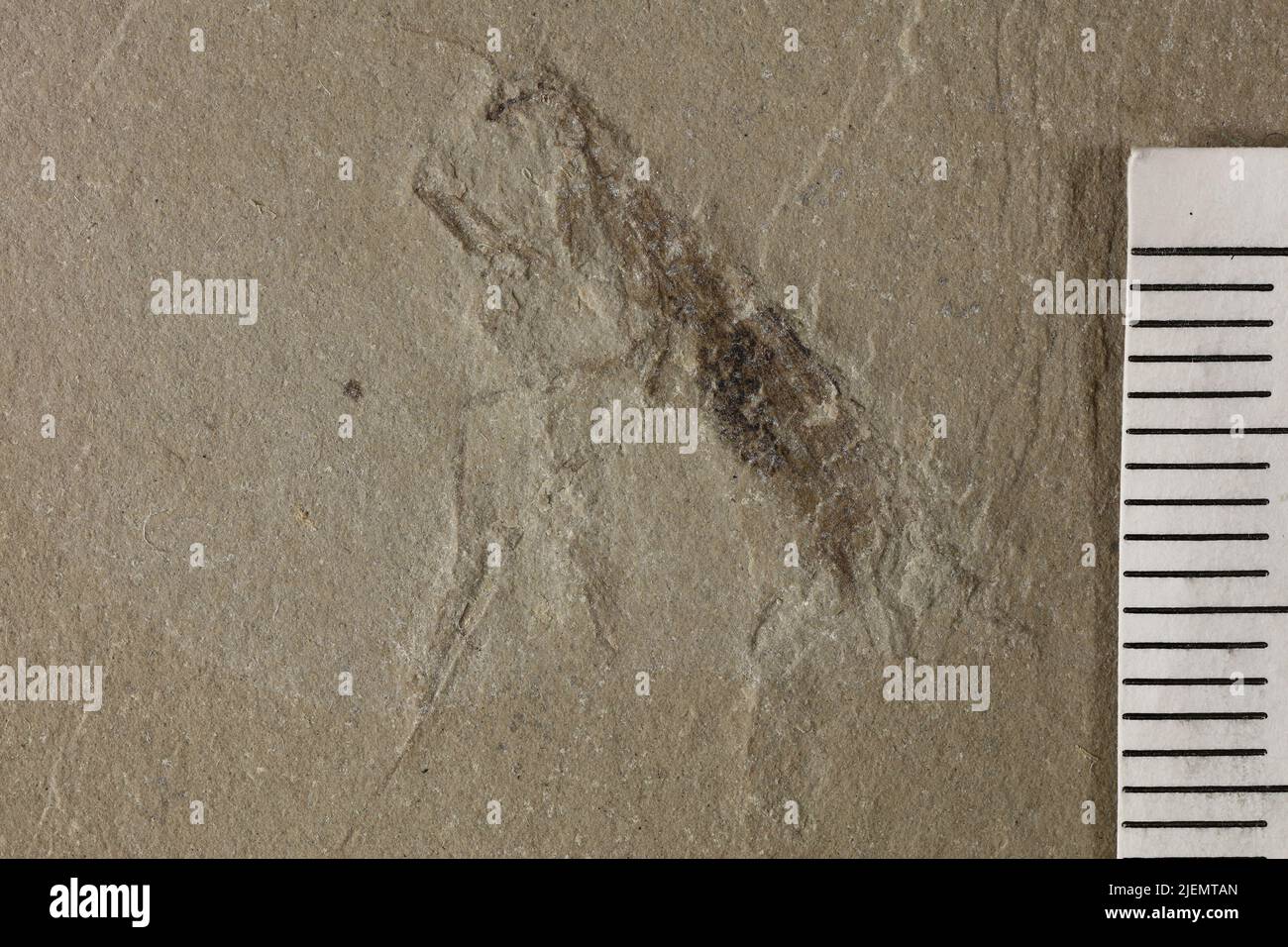 Mantodea not mantis hi-res stock photography and images - Alamy