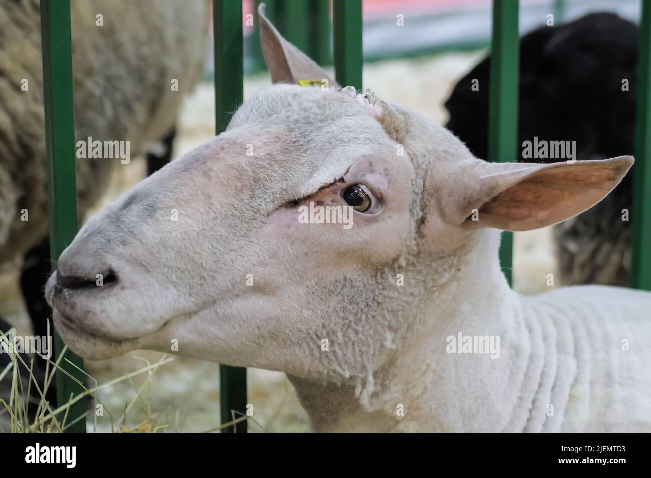 Portrait of sheep at animal exhibition, trade show Stock Photo - Alamy