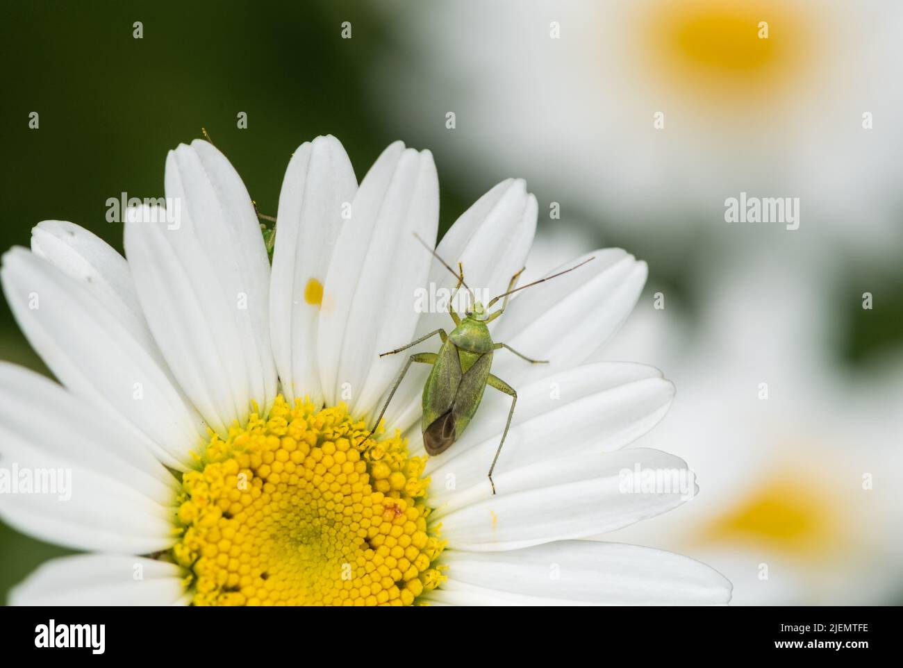 Common Green Capsid (Lygocoris pabulinus Stock Photo - Alamy