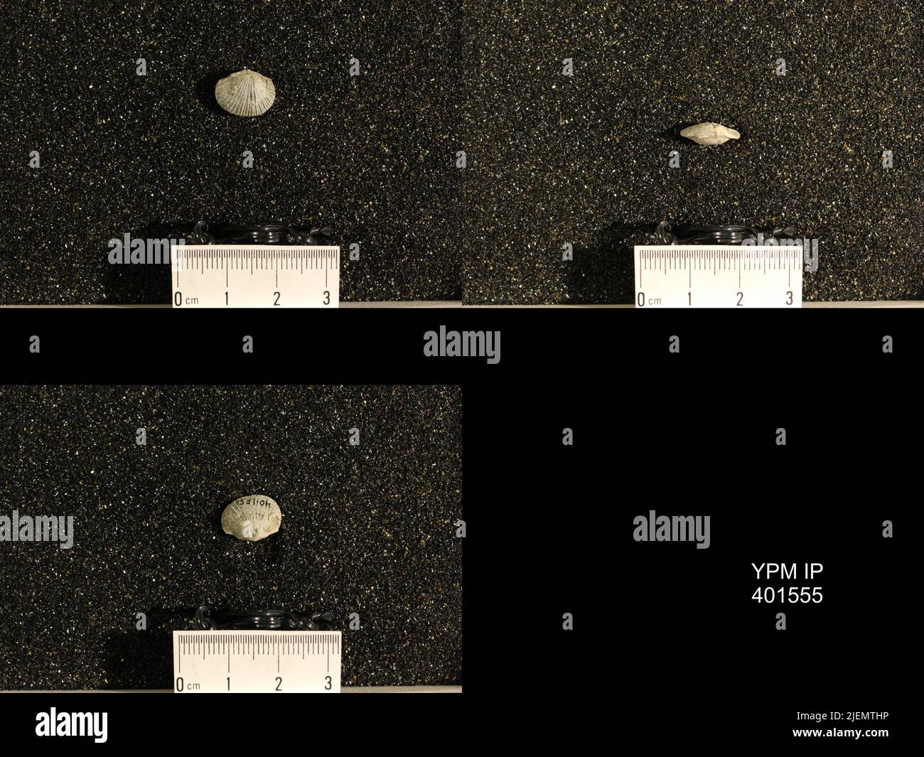 Multisecta hi-res stock photography and images - Alamy