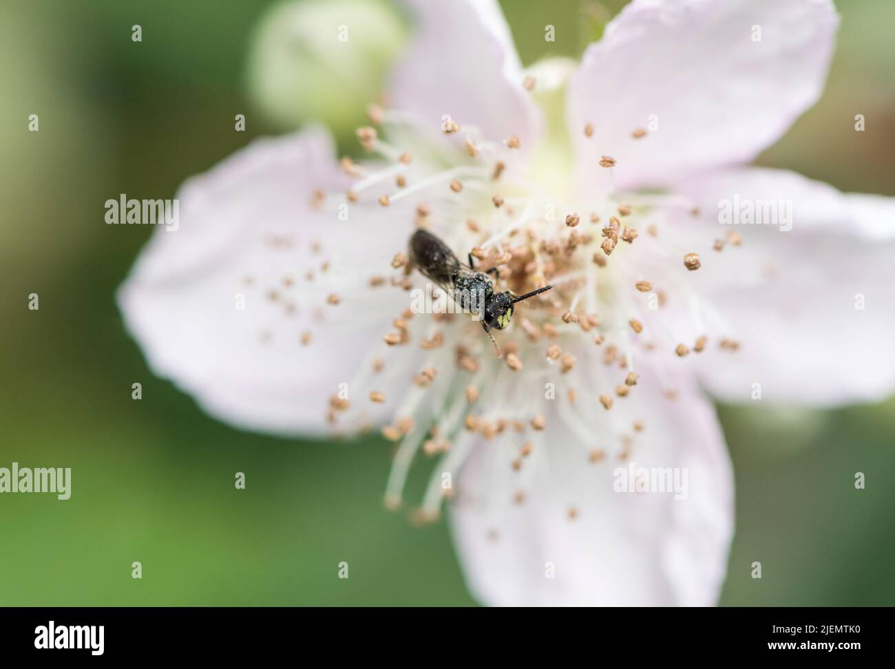 Foraging Common Yellow-face Bee (Hylaeus communis Stock Photo - Alamy