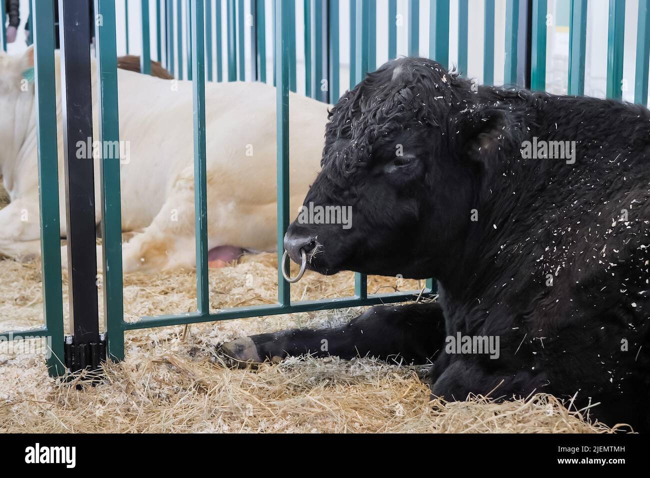 Large black Angus bull resting at agricultural animal exhibition Stock ...
