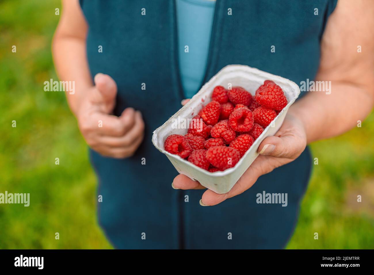 Woman picking berrying on farm. Farmer hands with fresh red raspberries ...