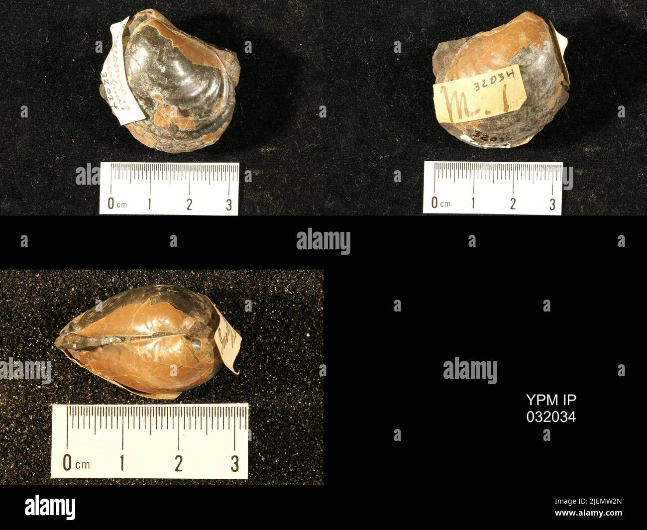 Inoceramus barabini morton animalia hi-res stock photography and images ...