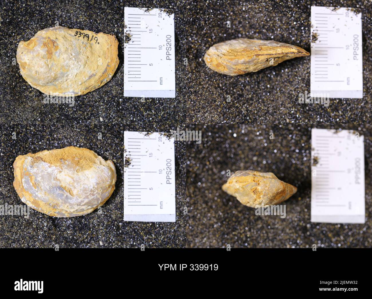 Exogyra hi-res stock photography and images - Alamy