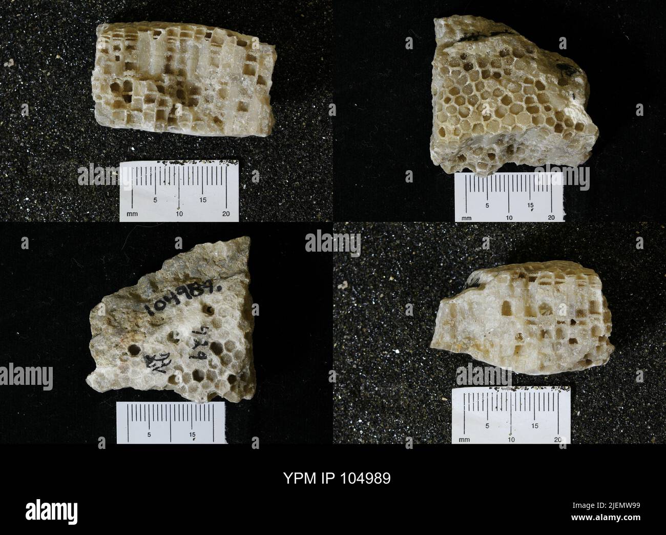 Capax hi-res stock photography and images - Alamy