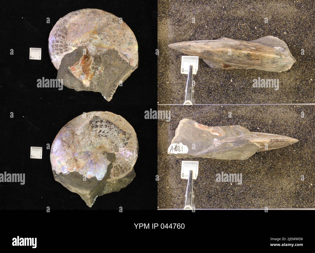 Sphenodiscus lenticularis (Owen Stock Photo - Alamy
