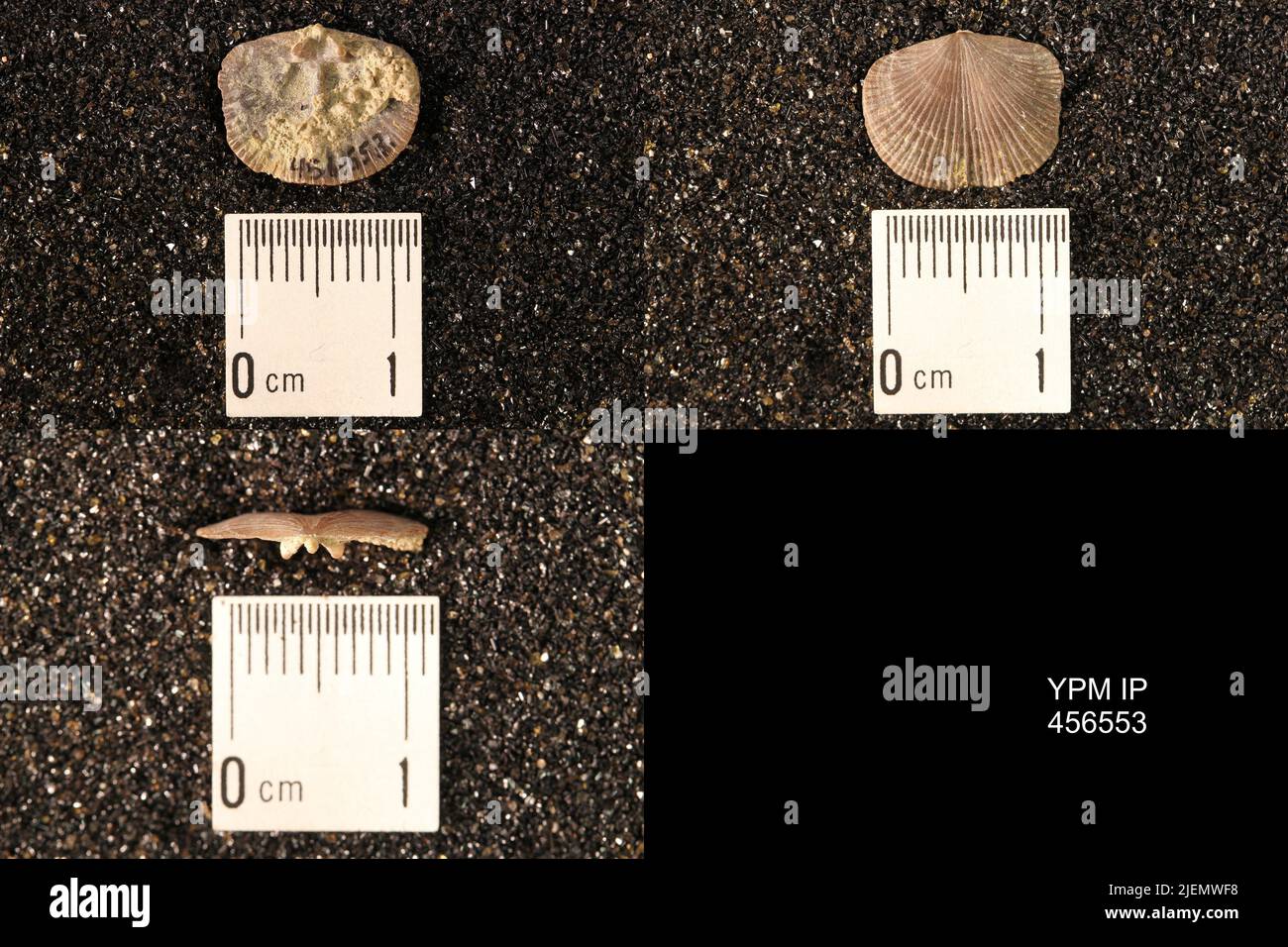 1827 animalia hi-res stock photography and images - Alamy