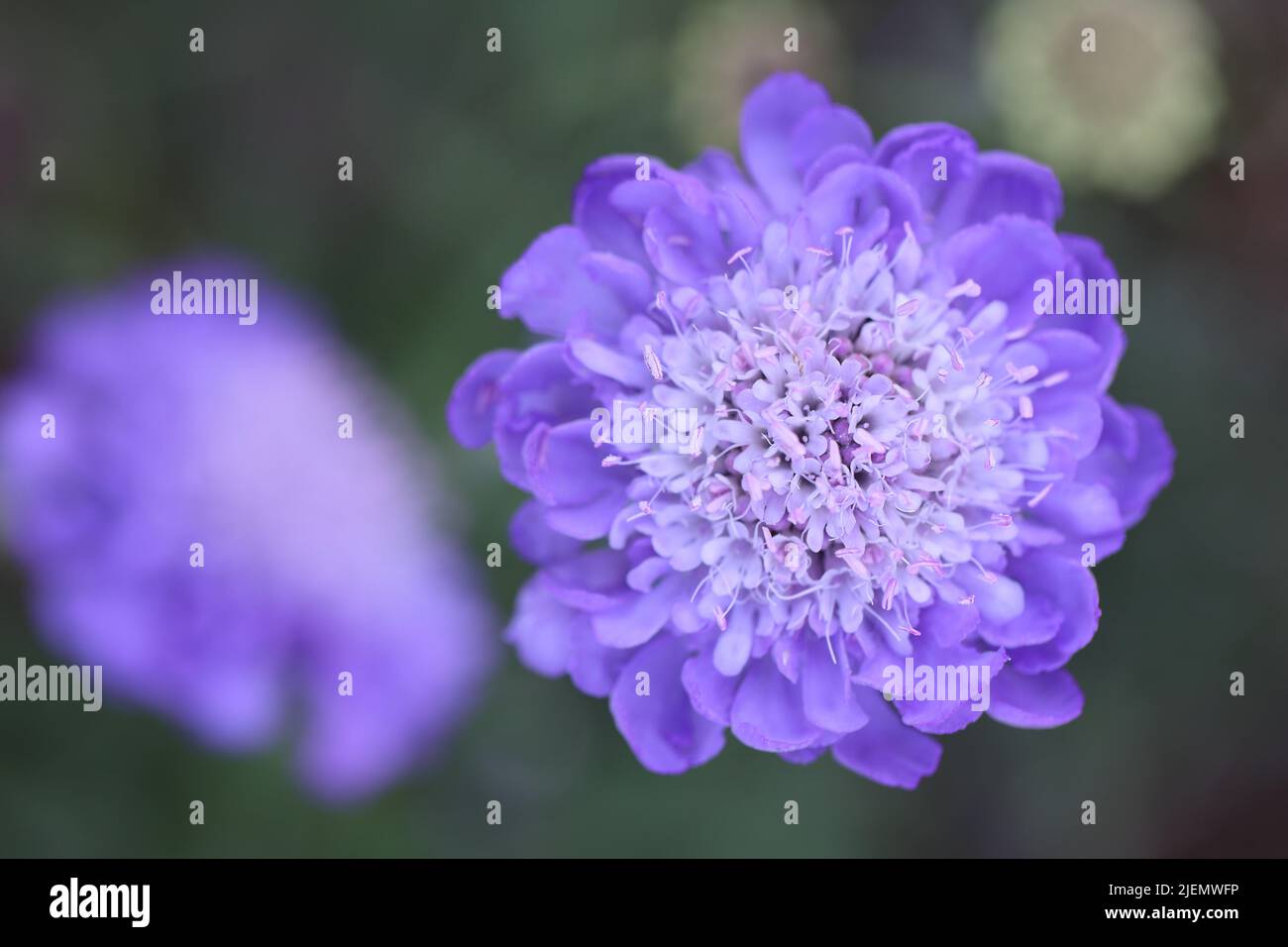 Pincushion shape hi-res stock photography and images - Alamy