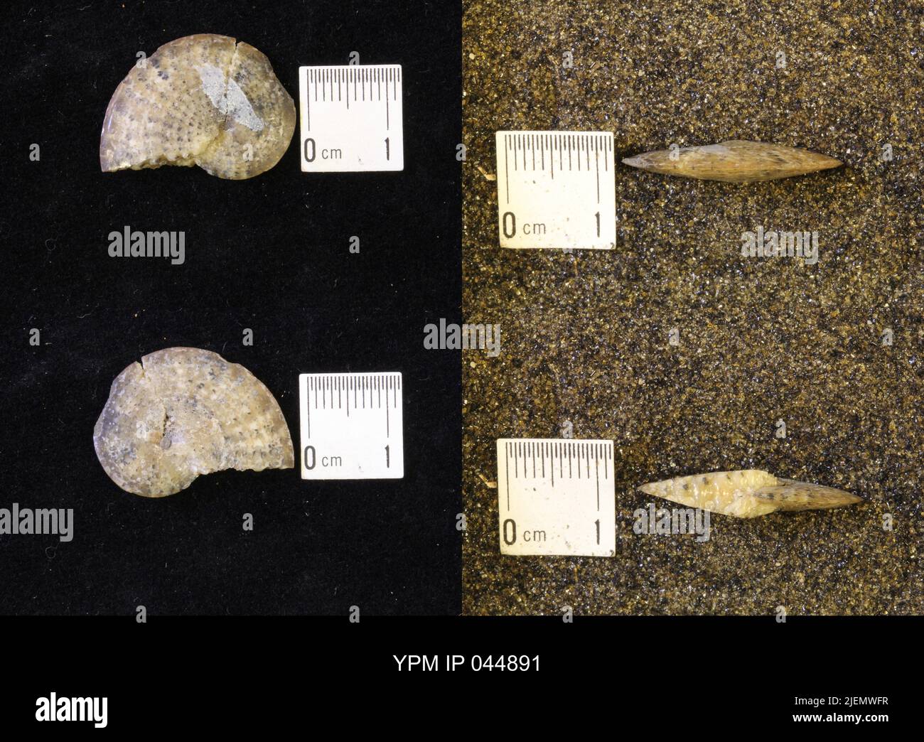 Sphenodiscus lenticularis (Owen Stock Photo - Alamy