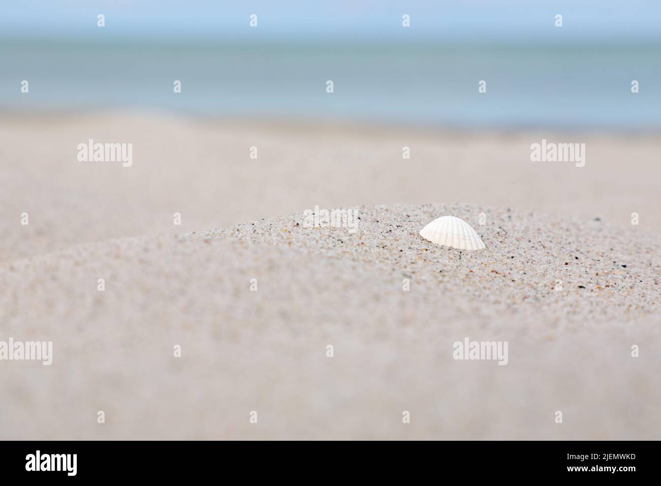 Shell laying on the shore of a white sanded beach at Marielyst, Denmark ...