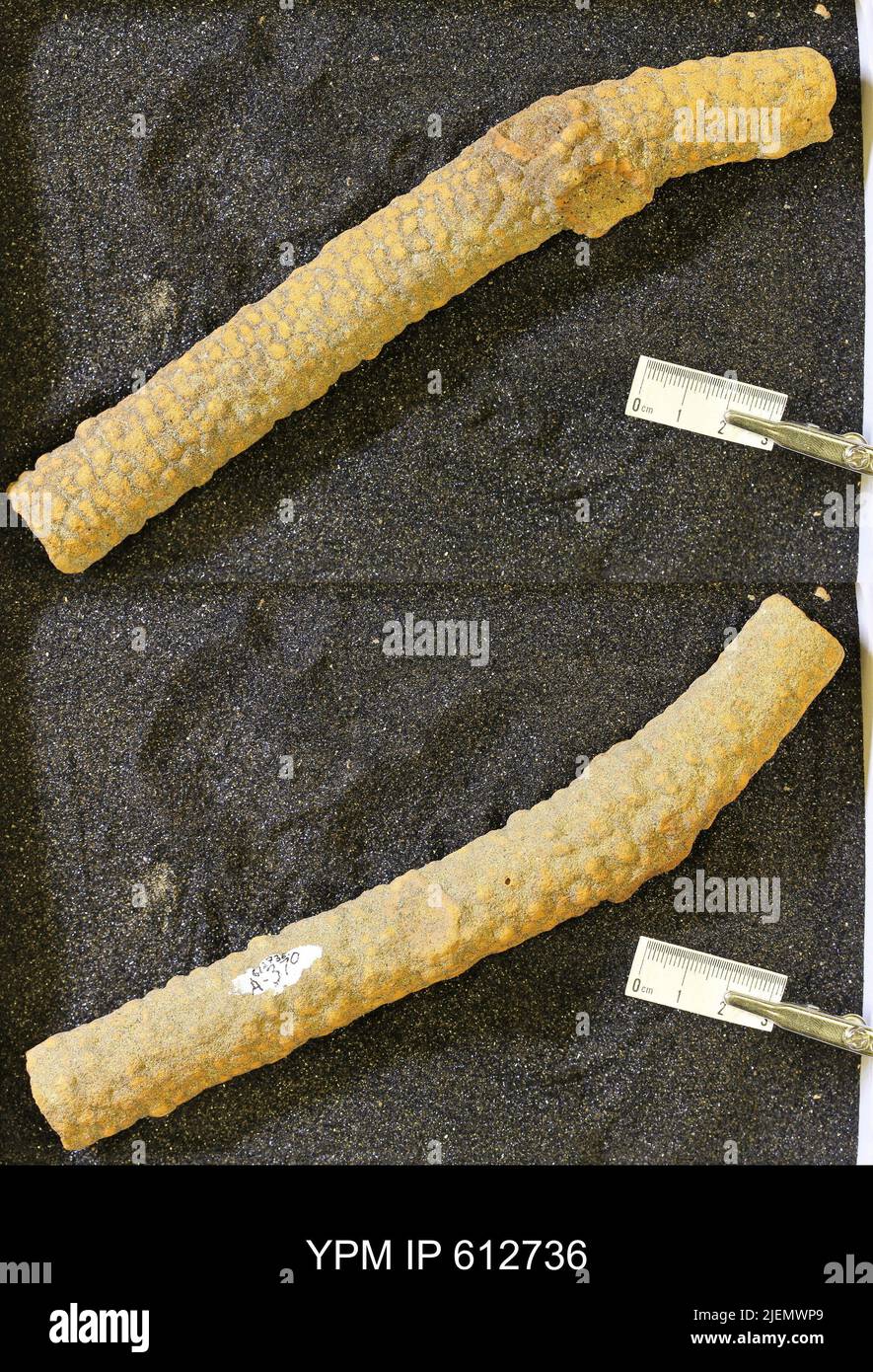 Ophiomorpha nodosa ichnofossil hi-res stock photography and images - Alamy