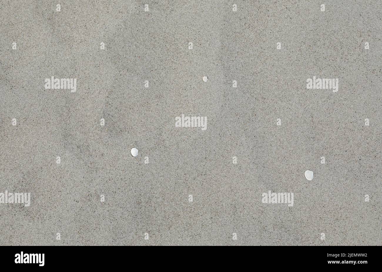 Three shells lying on a white sanded beach of Marielyst, Denmark Stock ...